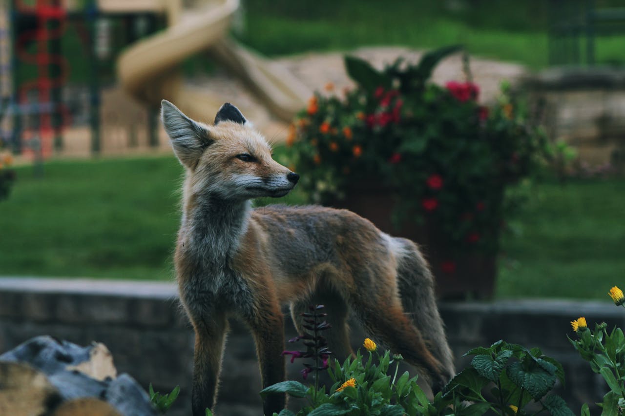 8 Signs Urban Foxes Are Getting Way Too Comfortable Around People