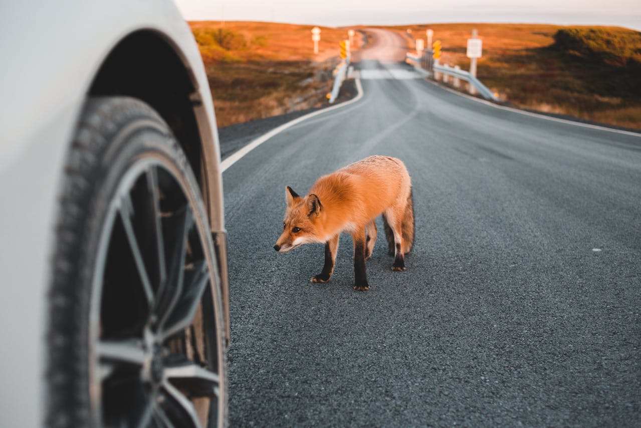 8 Signs Urban Foxes Are Getting Way Too Comfortable Around People